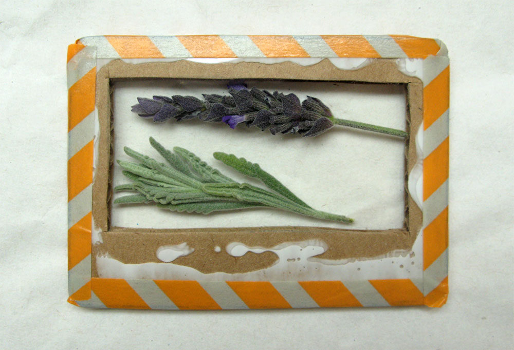 DIY: Nature Specimen Slides